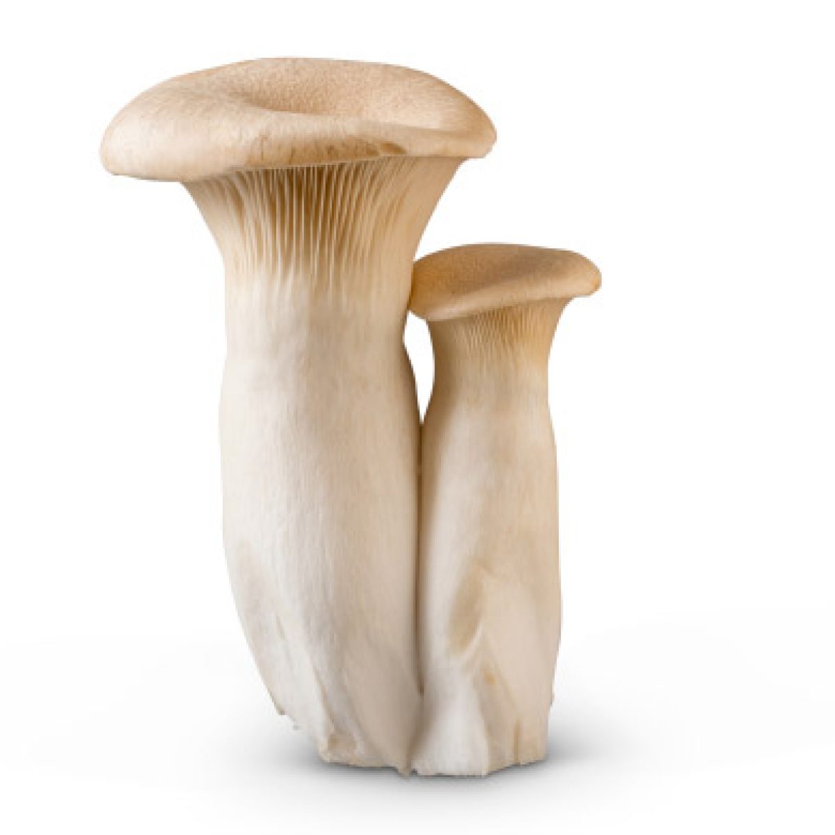 King Trumpet Mushrooms | Mushroom Varieties 101