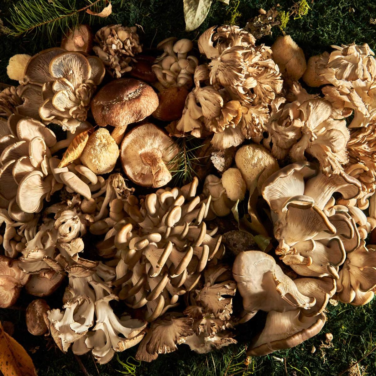 Shiitake Mushrooms | Mushroom Varieties 101