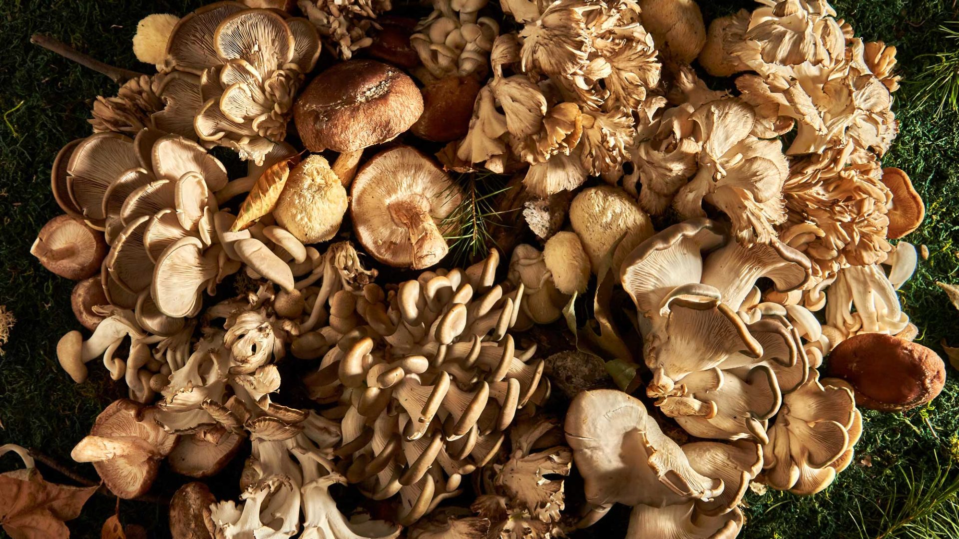 Mushroom Varieties | Mushrooms 101