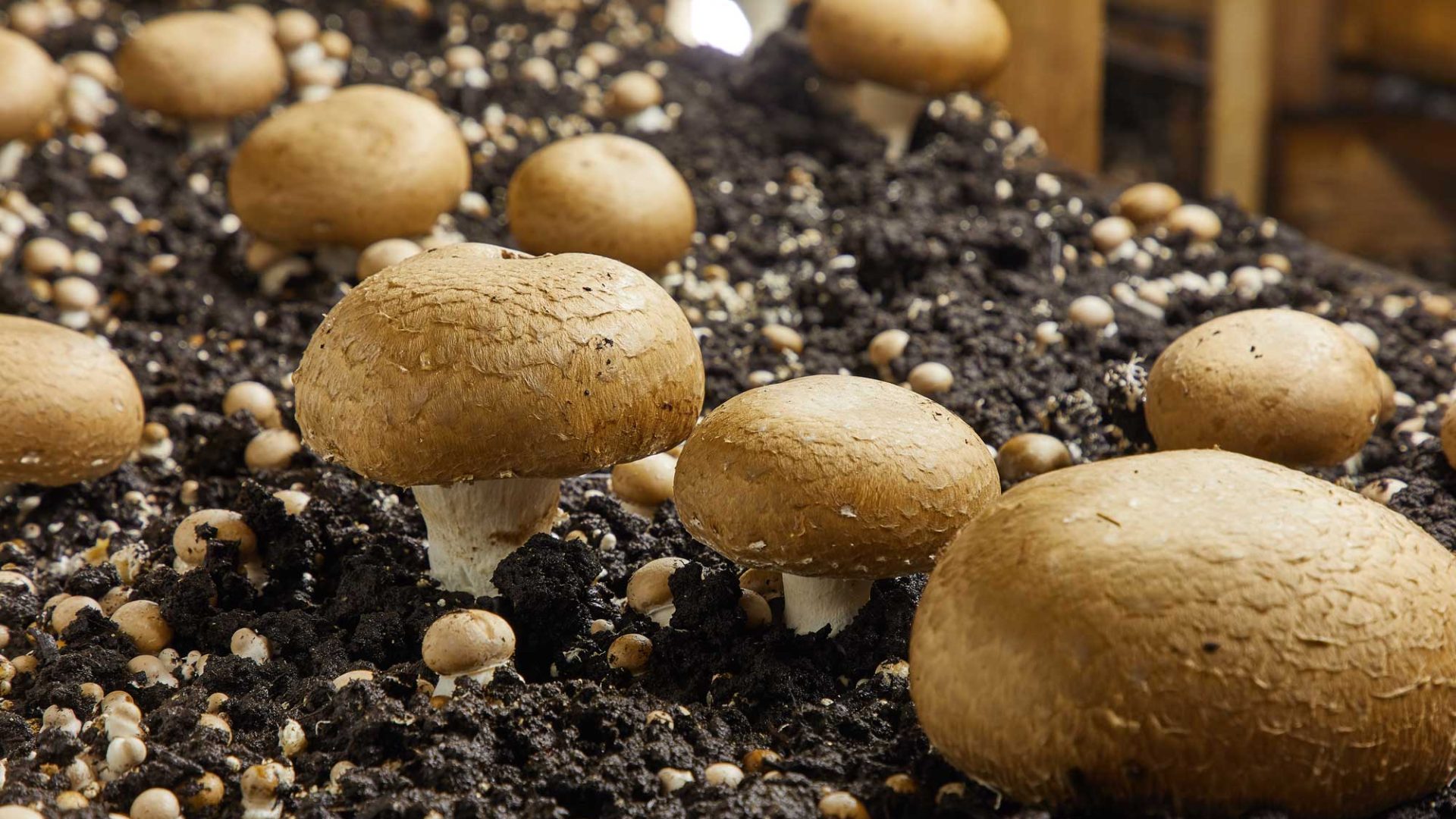 How Mushrooms Grow | Mushrooms 101