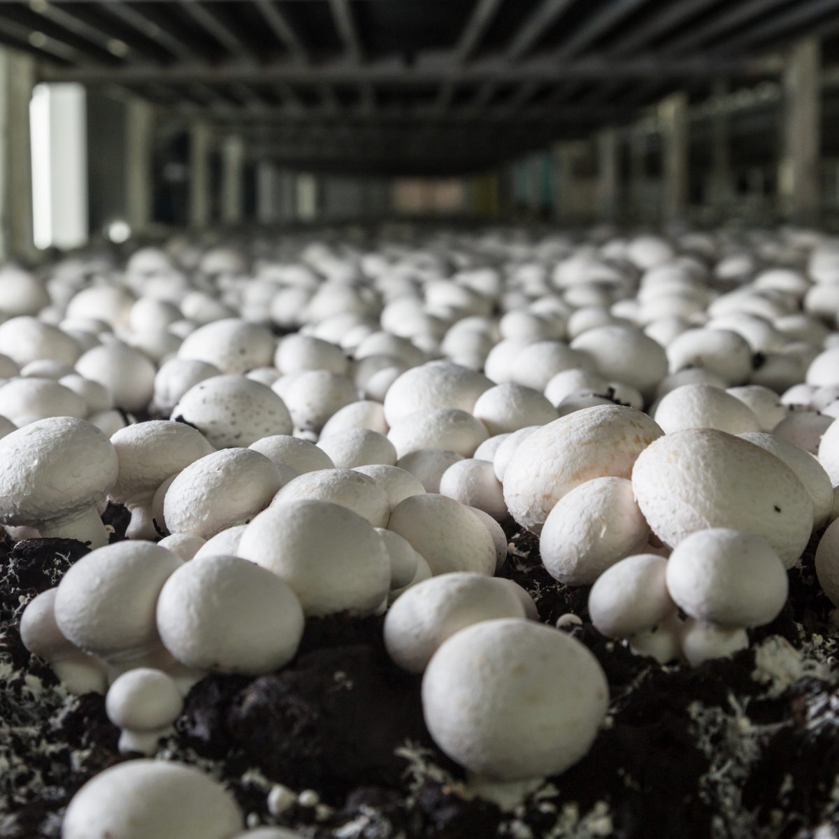 Mushroom Sustainability