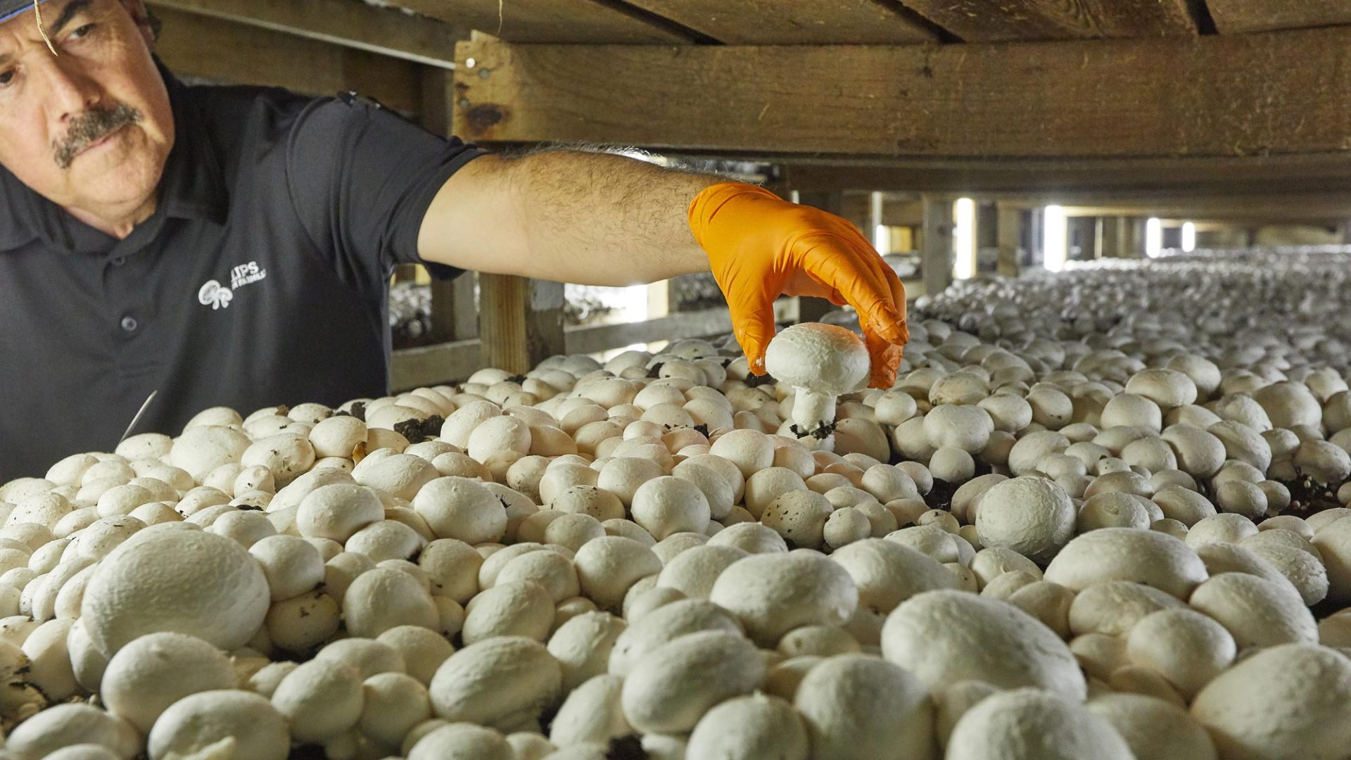 How Mushrooms Grow | Mushrooms 101