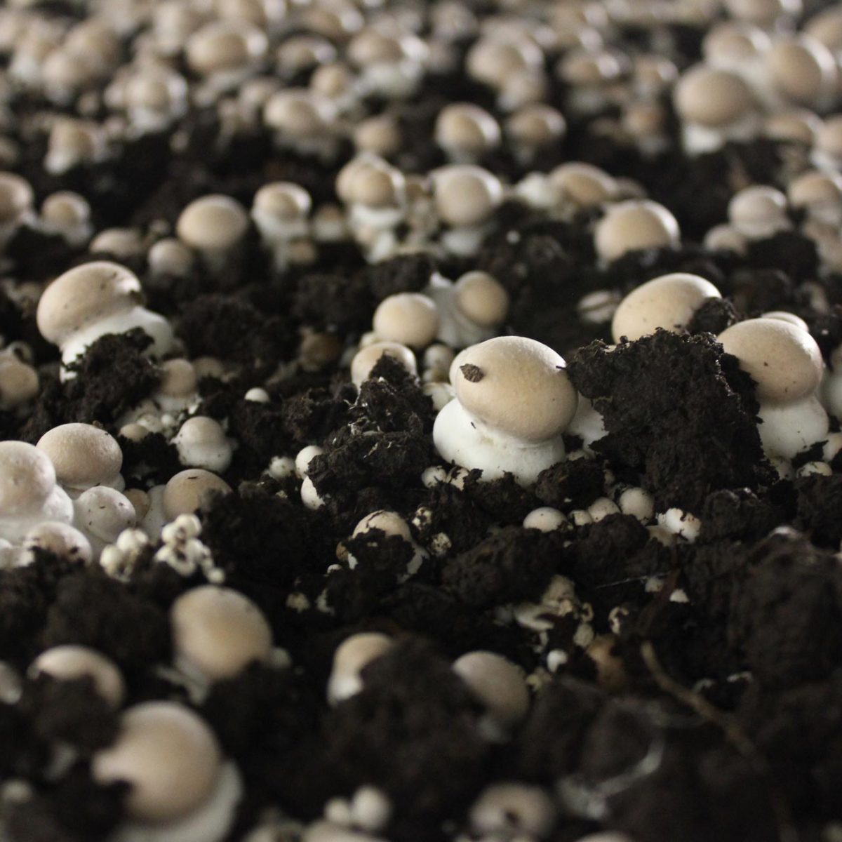 How Mushrooms Grow | Mushrooms 101