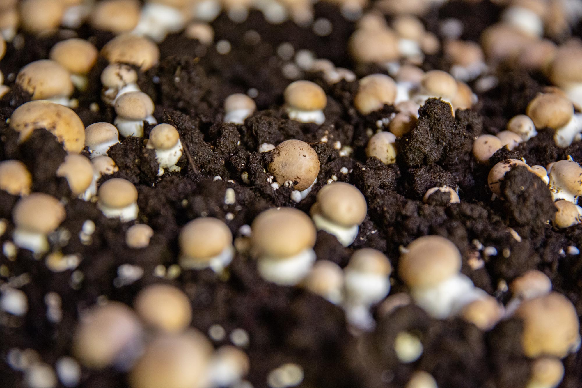 Mushroom Sustainability